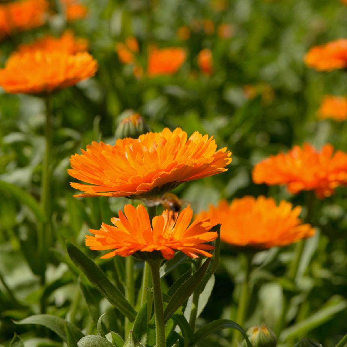 Calendula, Orange (Calendula officinalis) – Earthbeat Seeds