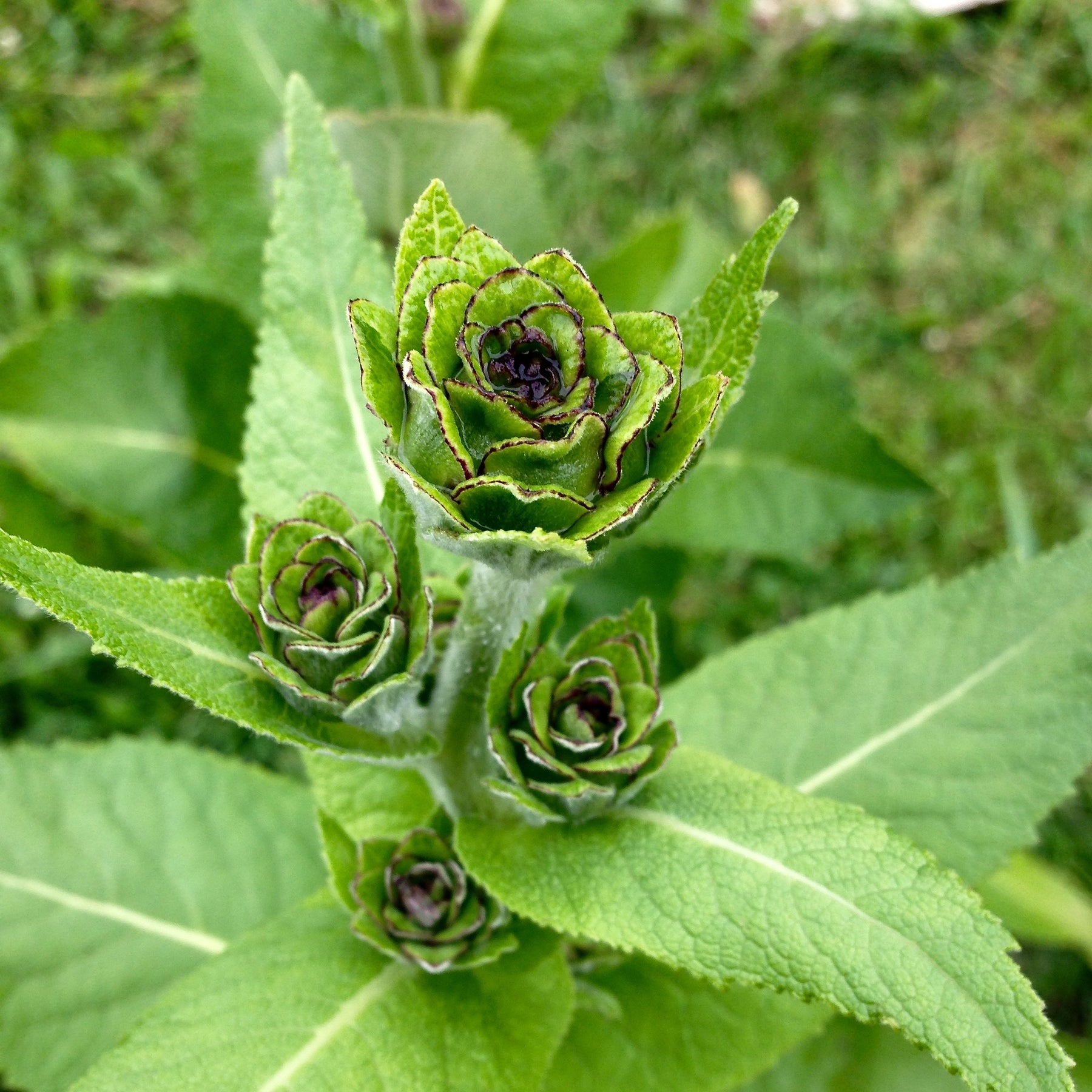 Elecampane (Inula helenium) – Earthbeat Seeds