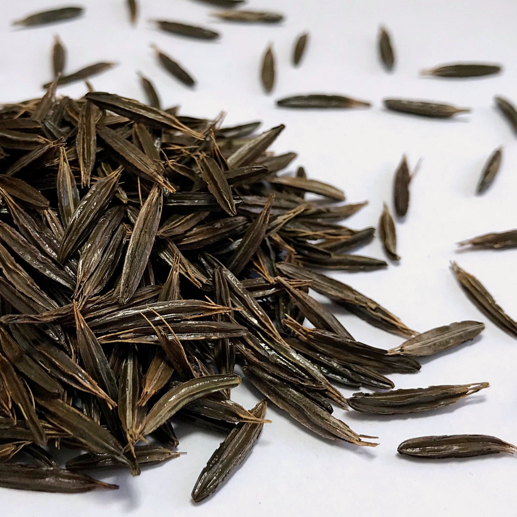 Sweet Cicely (Myrrhis odorata) – Earthbeat Seeds