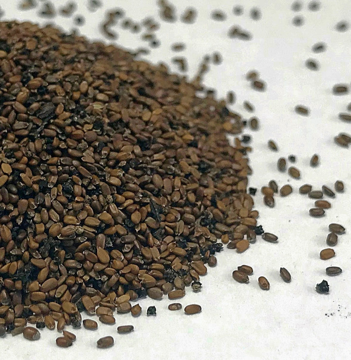 Bee Balm, Bradbury's (Monarda bradburiana) – Earthbeat Seeds