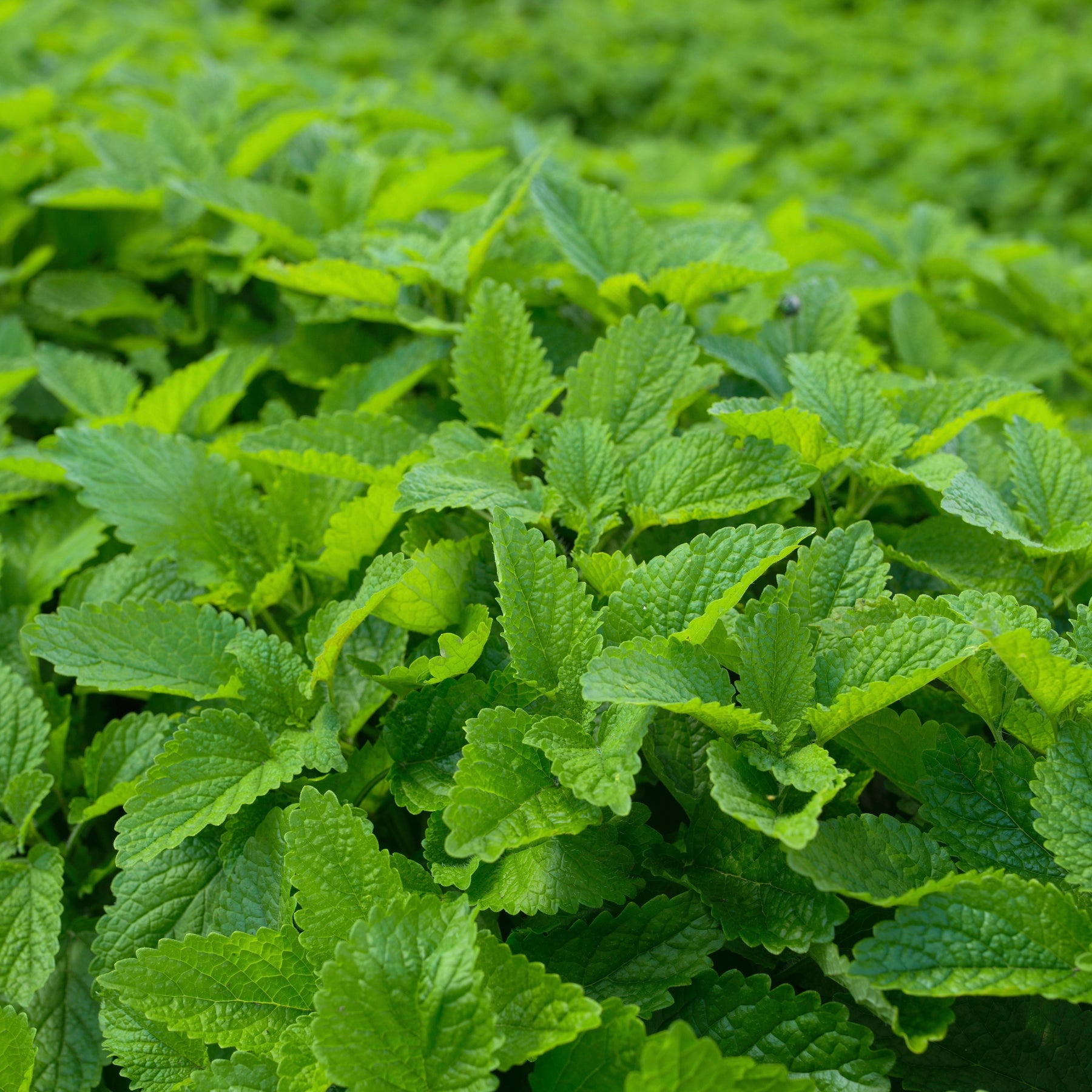 *Tea Garden Collection* ("Steeped in Healing") – Earthbeat Seeds