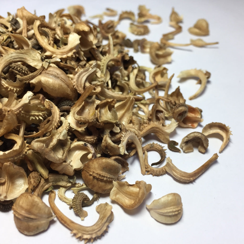 Calendula, Orange (Calendula officinalis) – Earthbeat Seeds