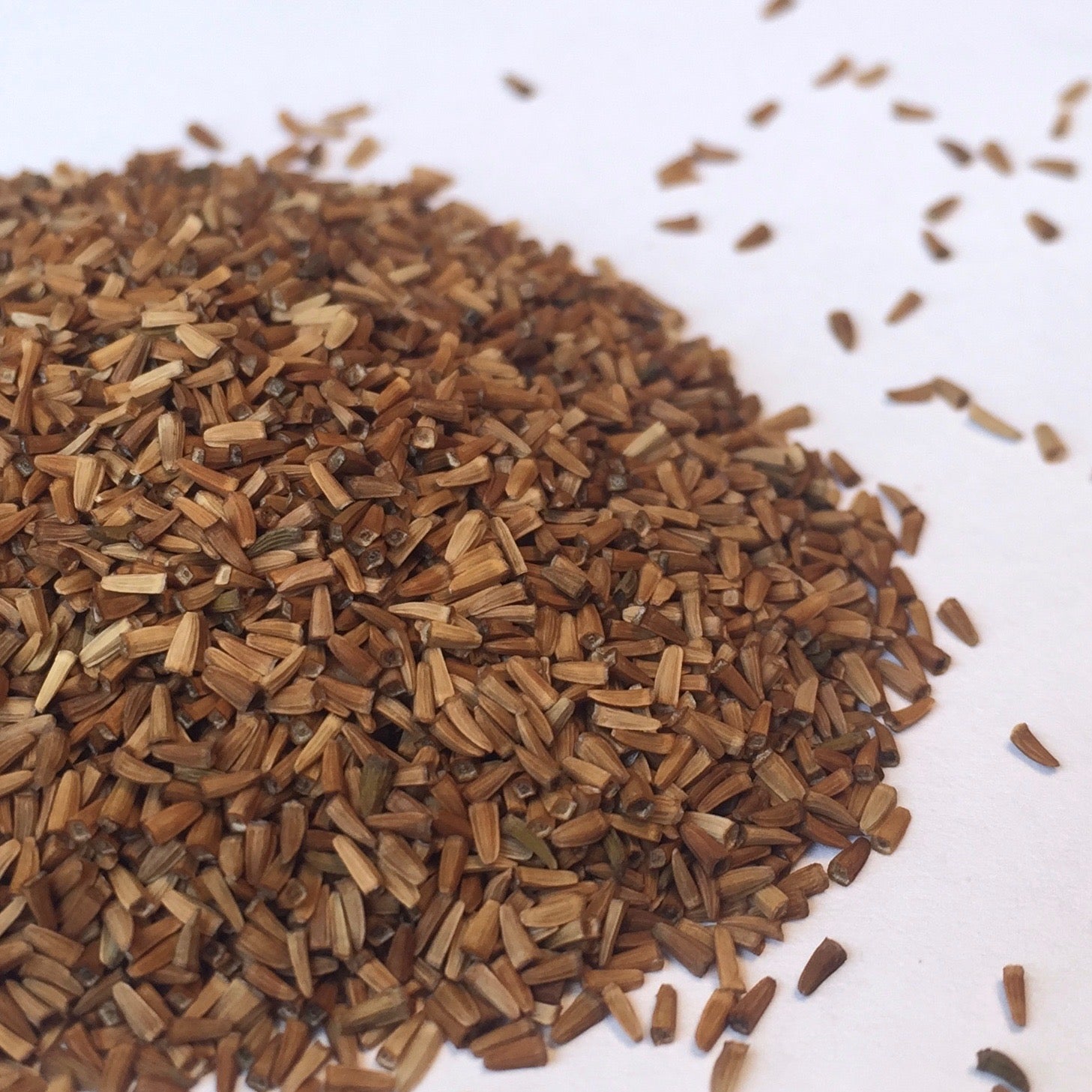 Chamomile, Dyer's (Anthemis tinctora) – Earthbeat Seeds