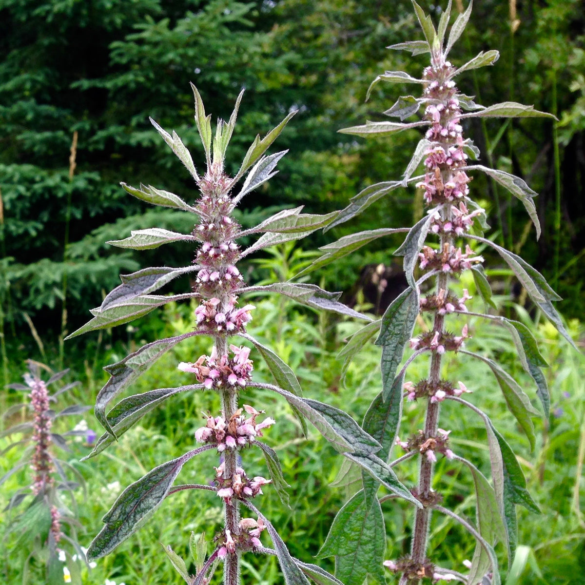 Motherwort, Official (Leonurus cardiaca) – Earthbeat Seeds