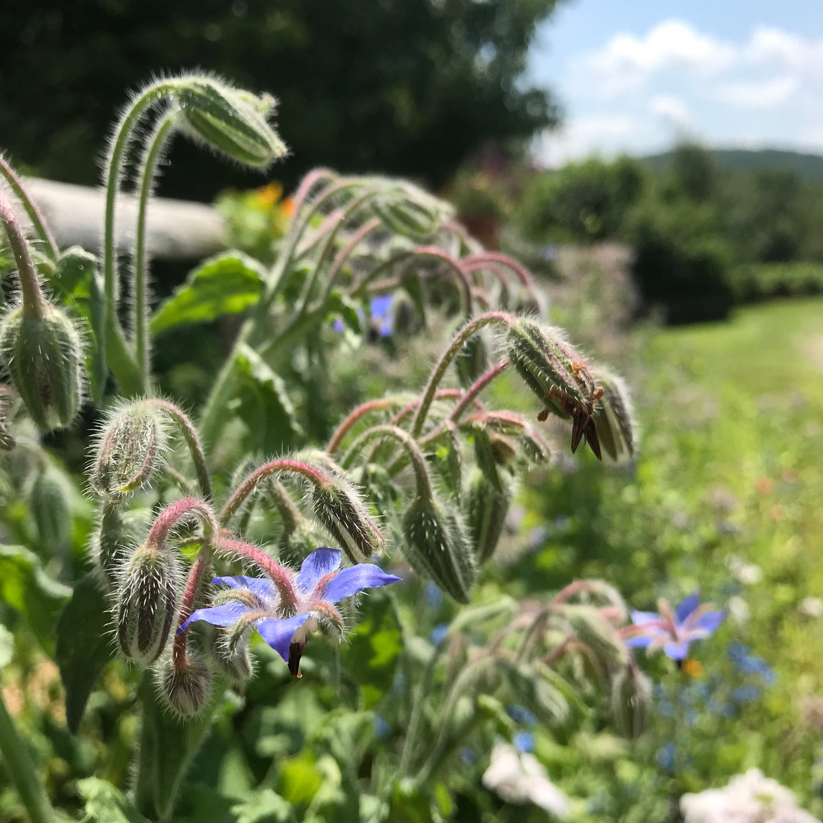 Borage (Borago officinalis) – Earthbeat Seeds