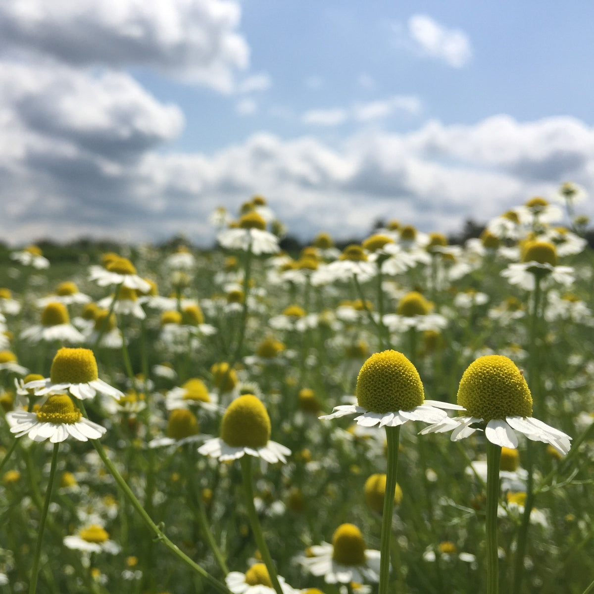 Chamomile, German (Matricaria recutita) – Earthbeat Seeds