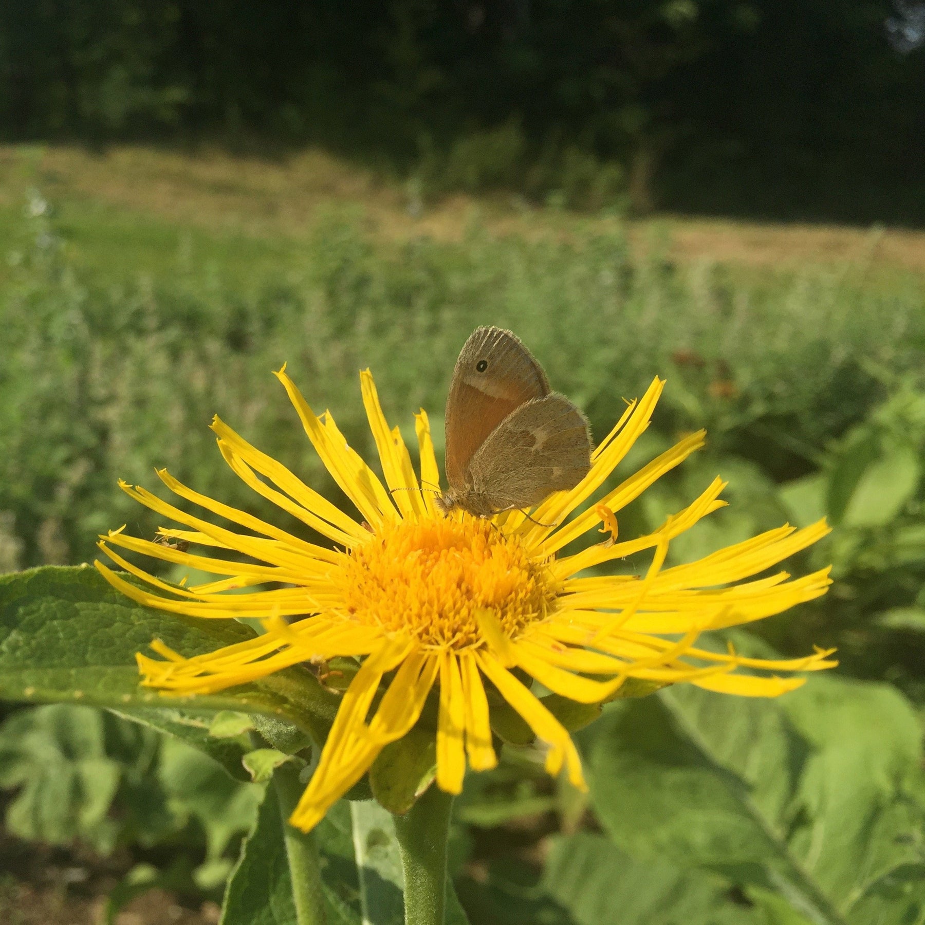 Elecampane (Inula helenium) – Earthbeat Seeds