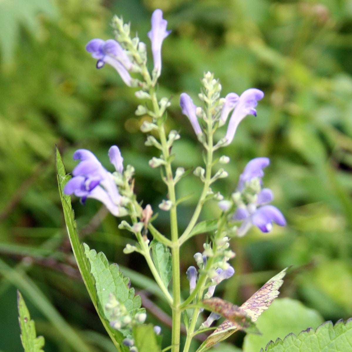 Skullcap, Official (Scutellaria lateriflora) – Earthbeat Seeds