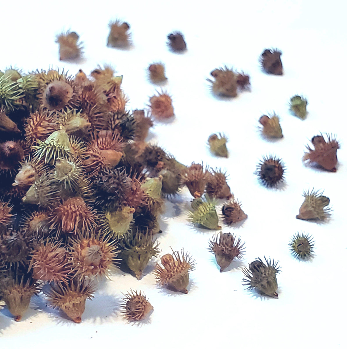 Agrimony (Agrimonia eupatoria) – Earthbeat Seeds