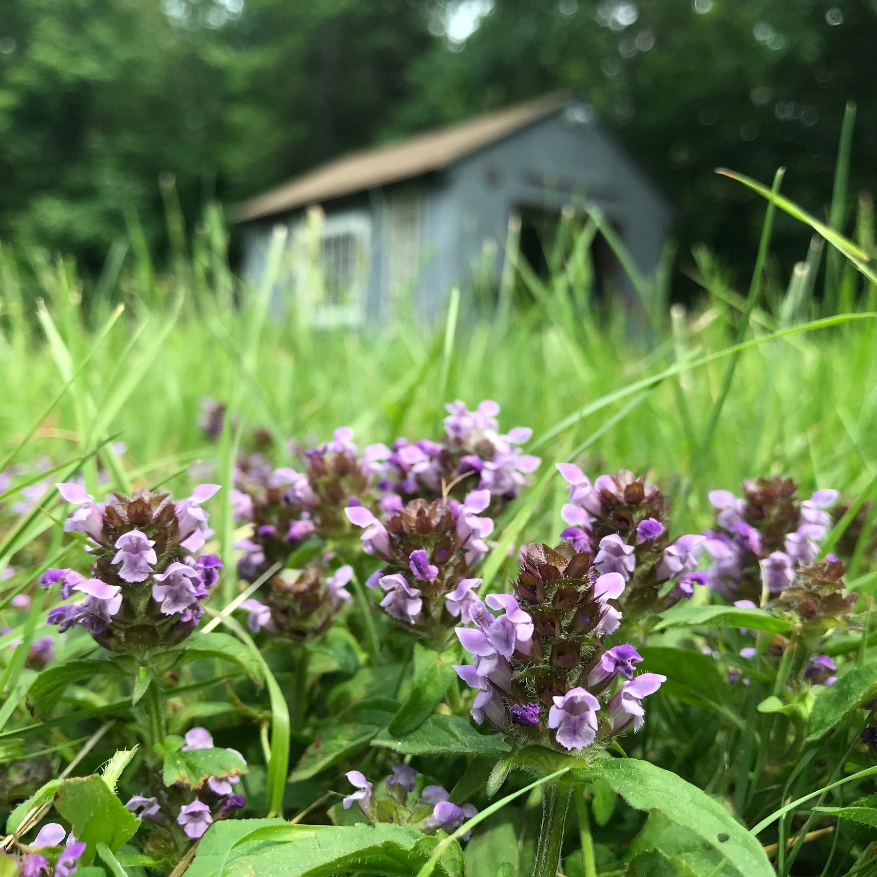 Heal All (Prunella vulgaris) – Earthbeat Seeds