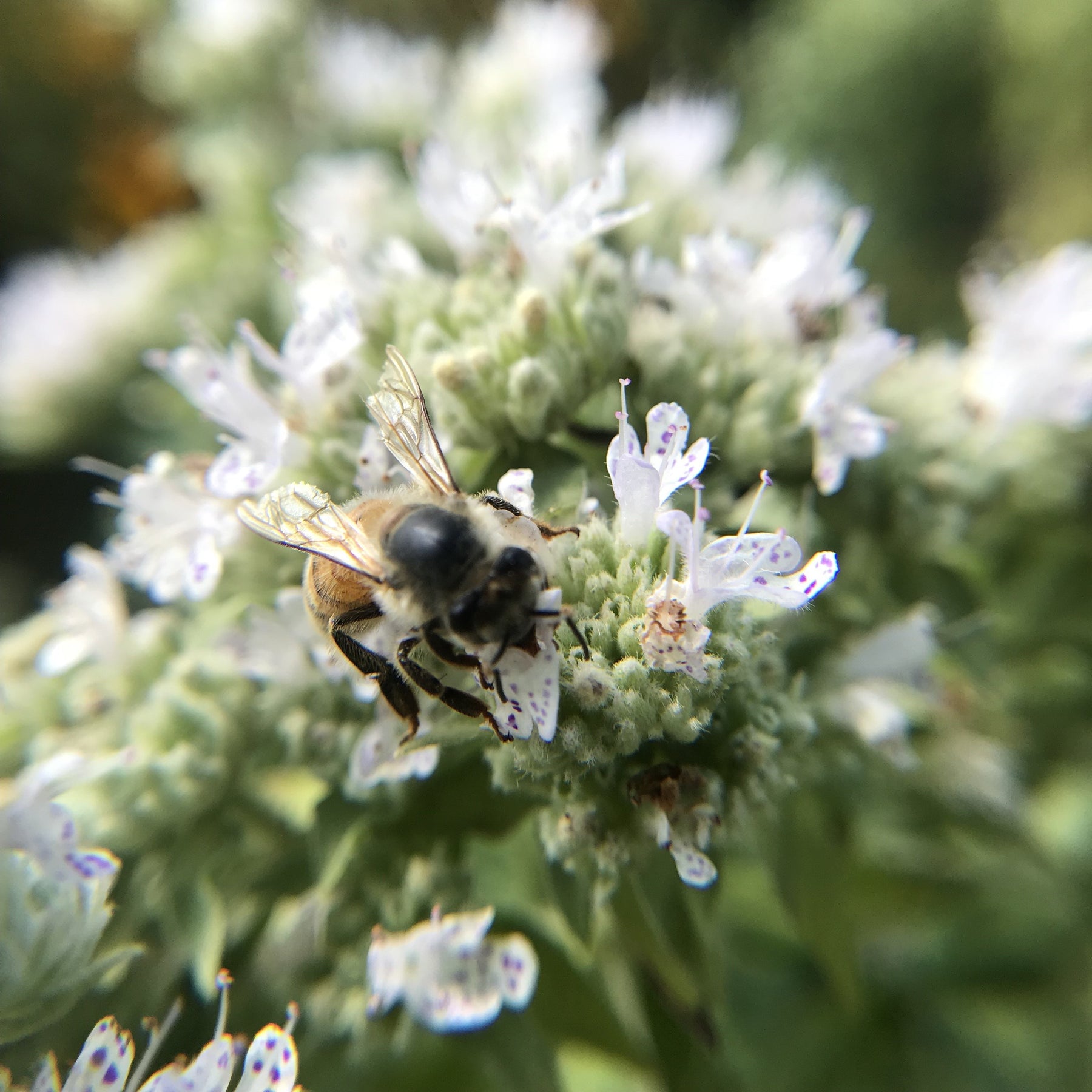 *Tea Garden Collection* ("Steeped in Healing") – Earthbeat Seeds