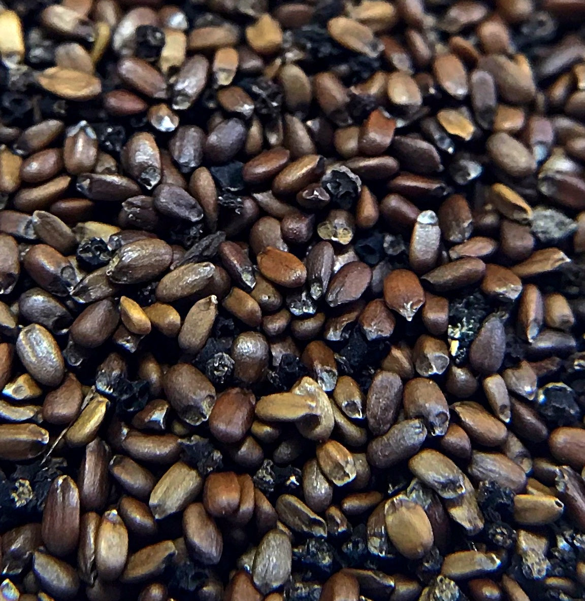 Bee Balm, Bradbury's (Monarda bradburiana) – Earthbeat Seeds