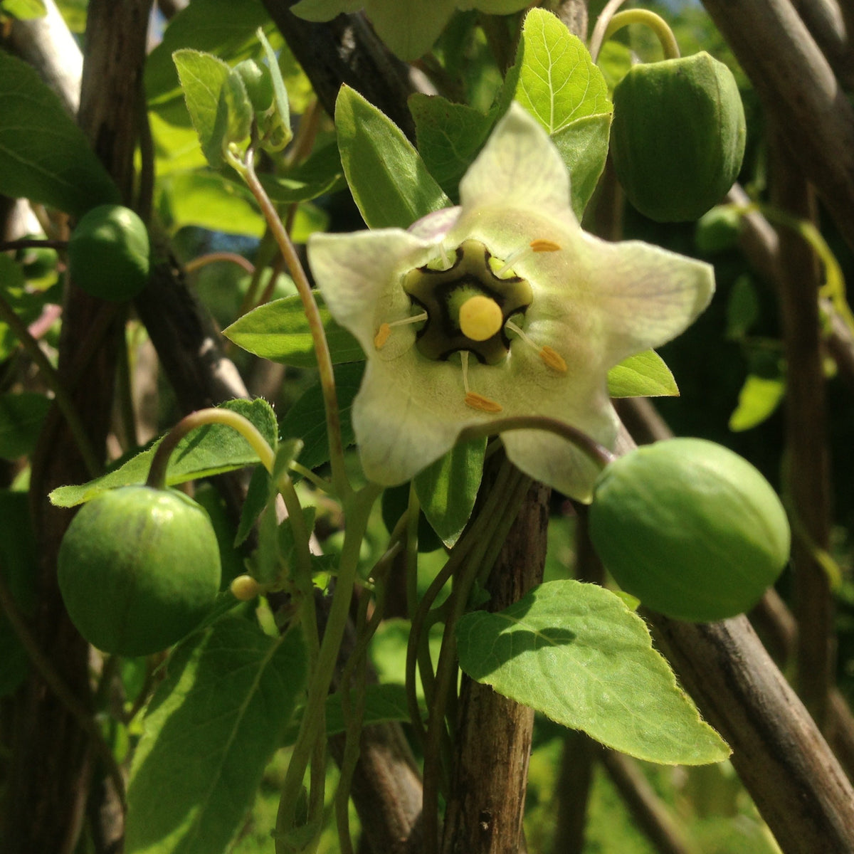 Codonopsis (Codonopsis pilosula) – Earthbeat Seeds