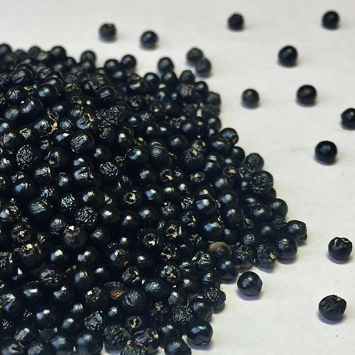 Ramp aka. Wild Leeks (Allium tricoccum) – Earthbeat Seeds