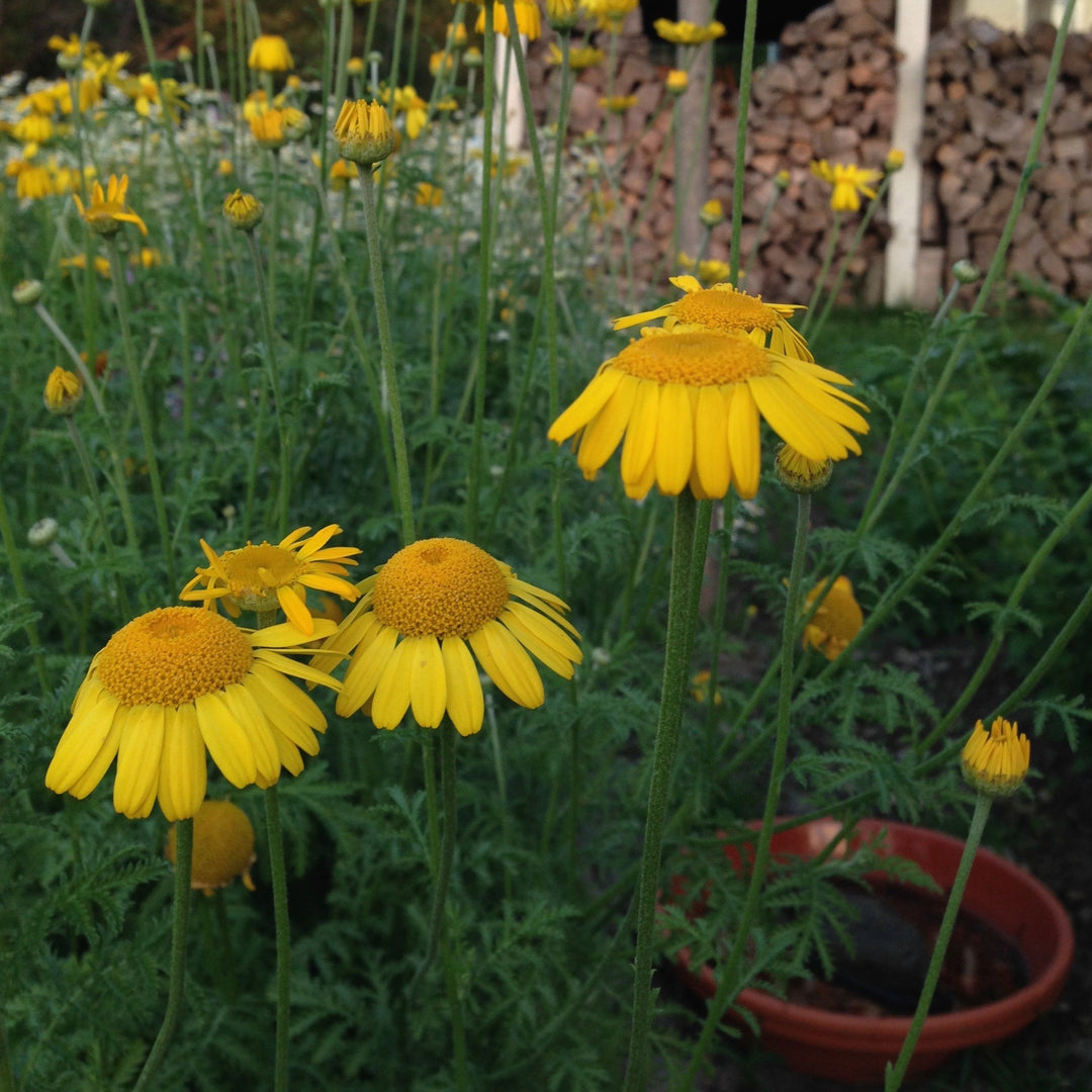 Chamomile, Dyer's (Anthemis tinctora) – Earthbeat Seeds