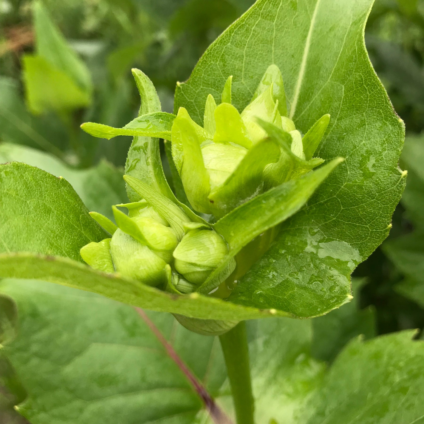 Cup Plant (Silphium perfoliatum) – Earthbeat Seeds