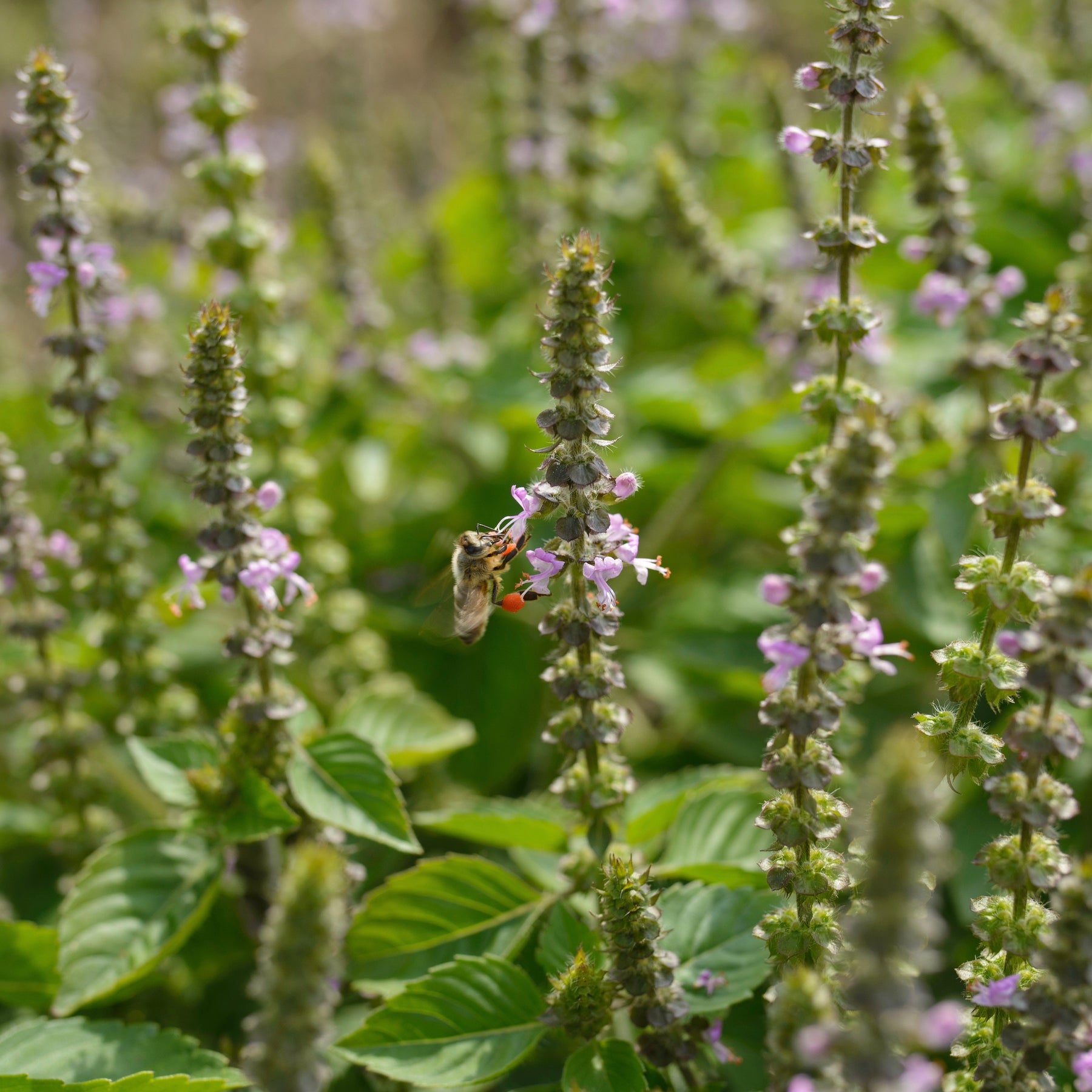 *Tea Garden Collection* ("Steeped in Healing") – Earthbeat Seeds