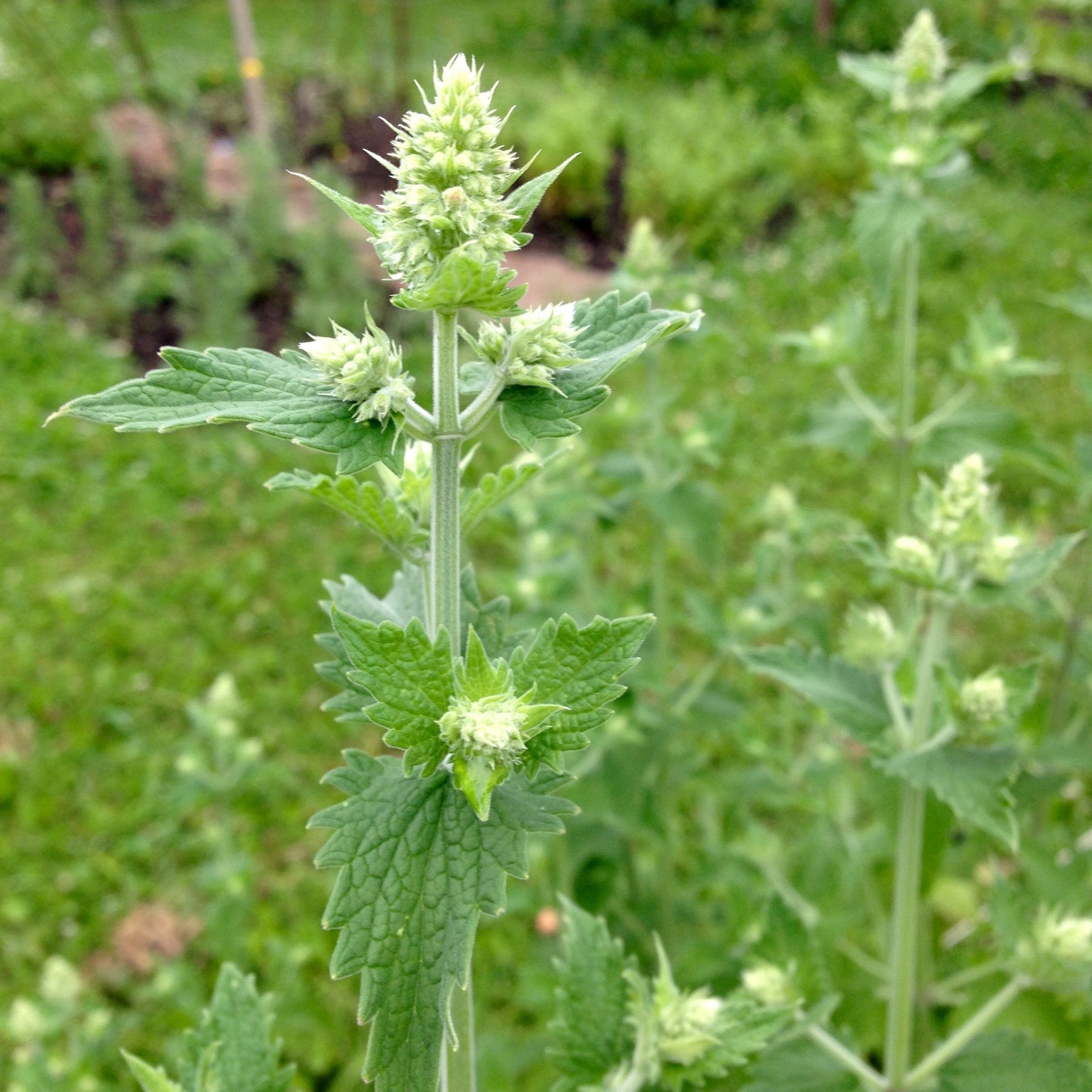 *Tea Garden Collection* ("Steeped in Healing") – Earthbeat Seeds