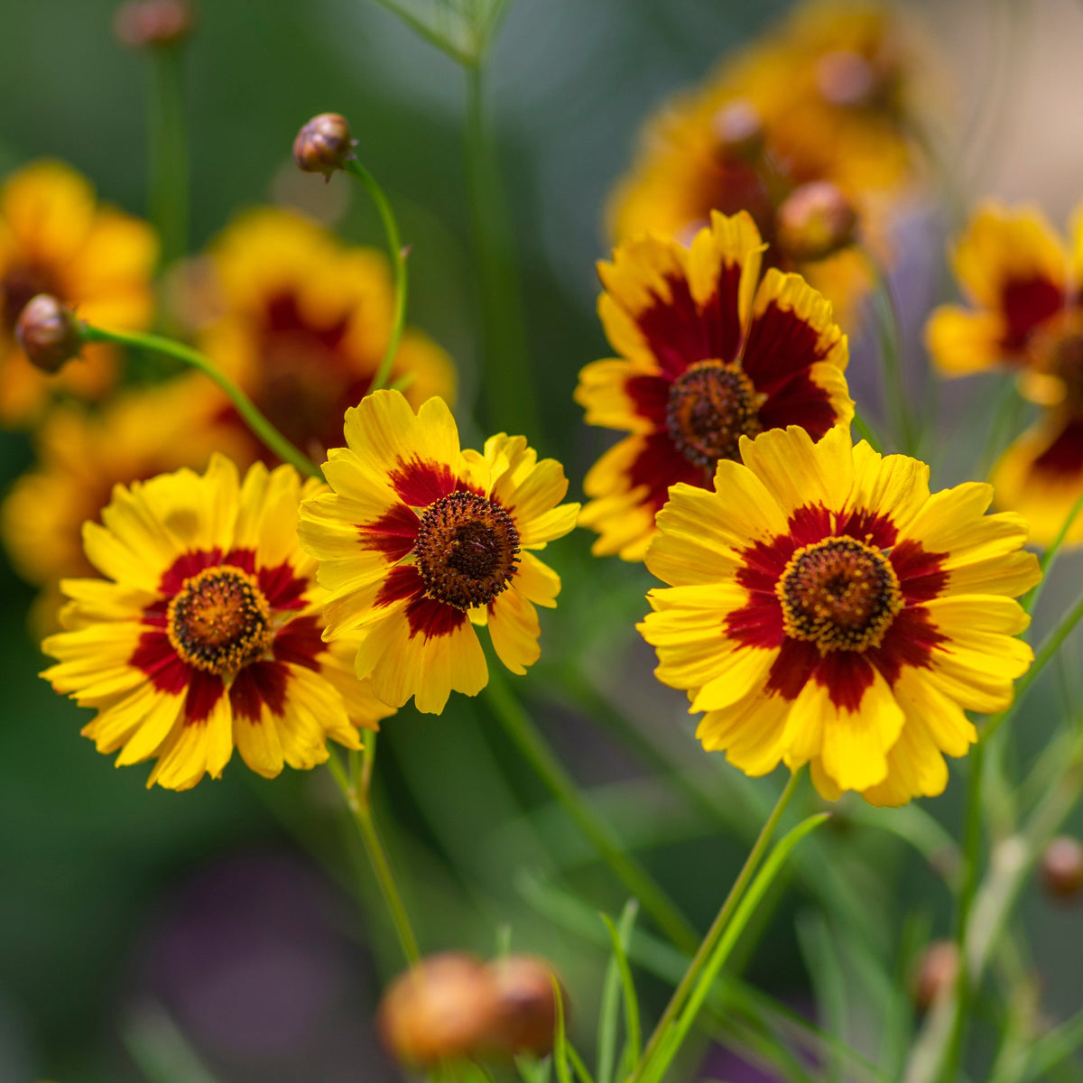 Coreopsis, Dyer's Mix (Coreopsis tinctoria) – Earthbeat Seeds