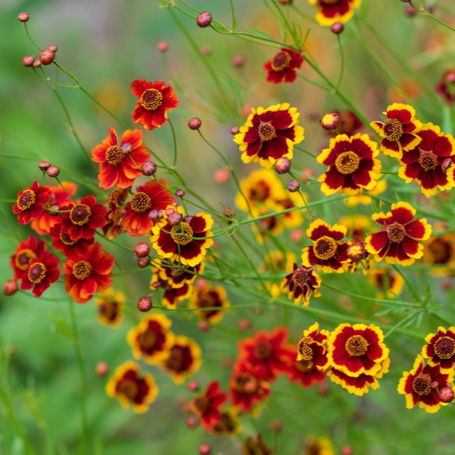 Coreopsis, Dyer's Mix (Coreopsis tinctoria) – Earthbeat Seeds