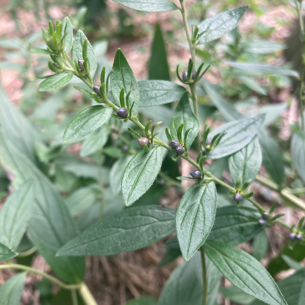 Gromwell, Red-root aka Zi Cao (Lithospermum erythrorhizon) – Earthbeat ...