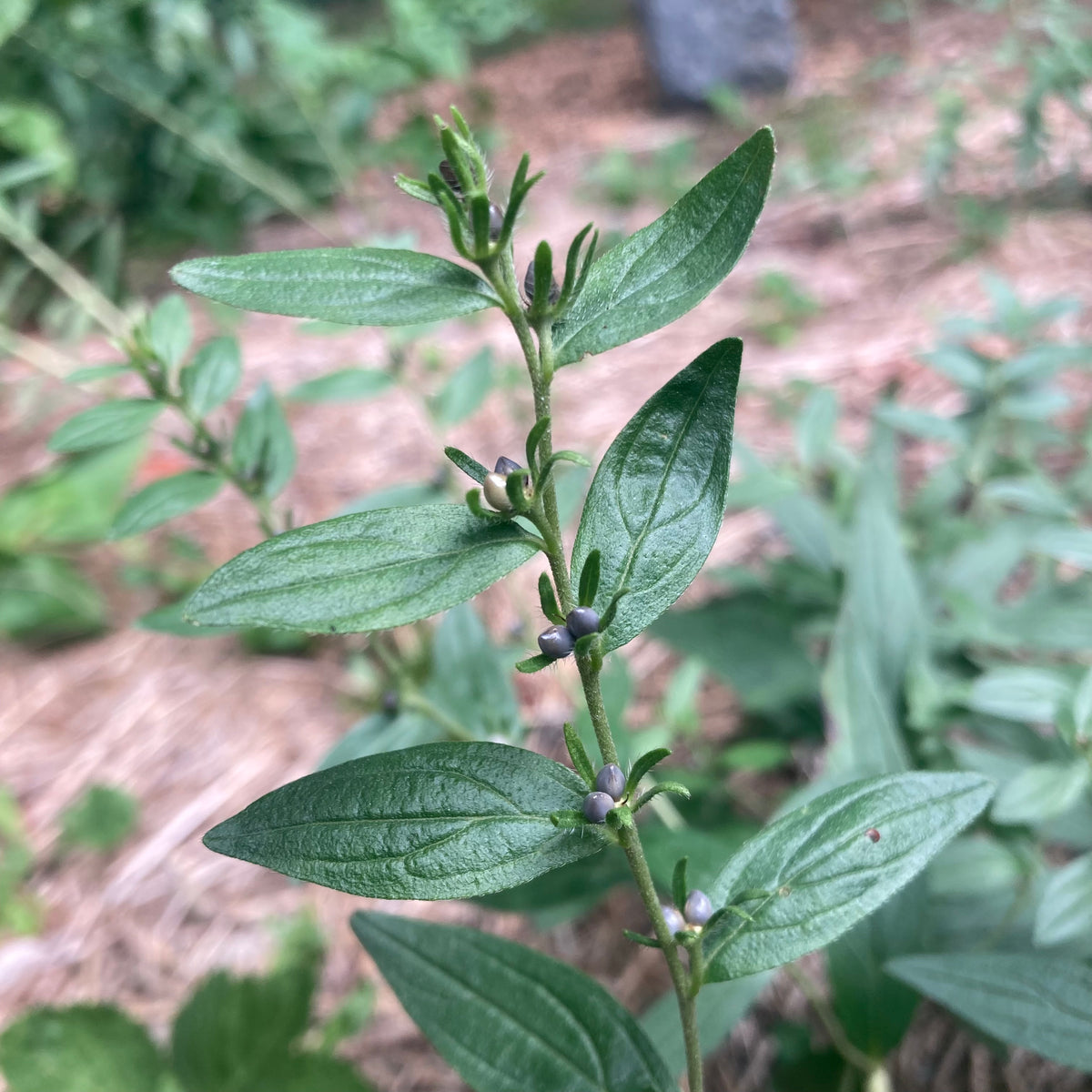 Gromwell, Red-root aka Zi Cao (Lithospermum erythrorhizon) – Earthbeat ...