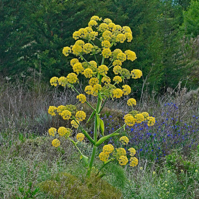 Fennel, Giant (Ferula communis) – Earthbeat Seeds