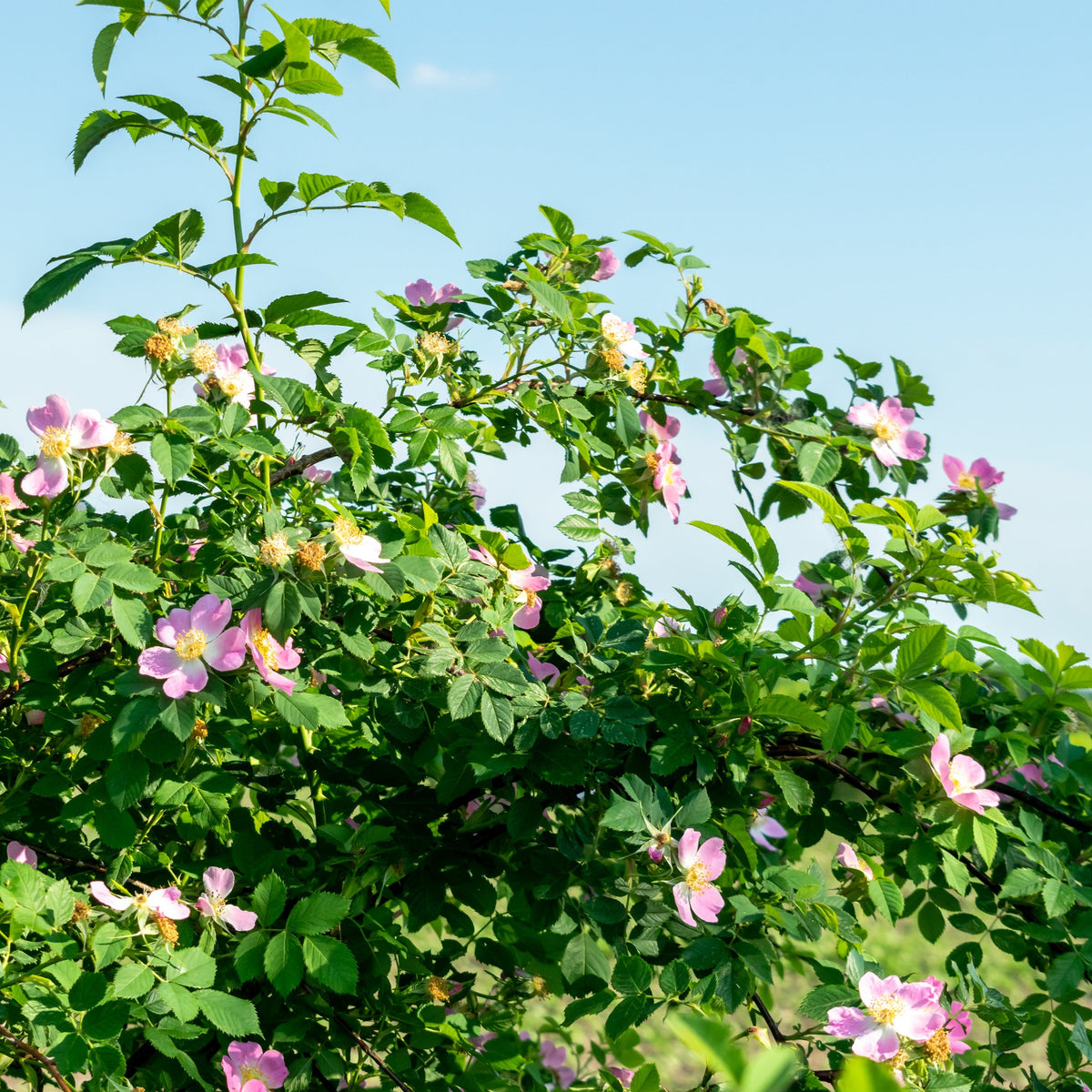 Rose, Meadow (Rosa blanda) – Earthbeat Seeds