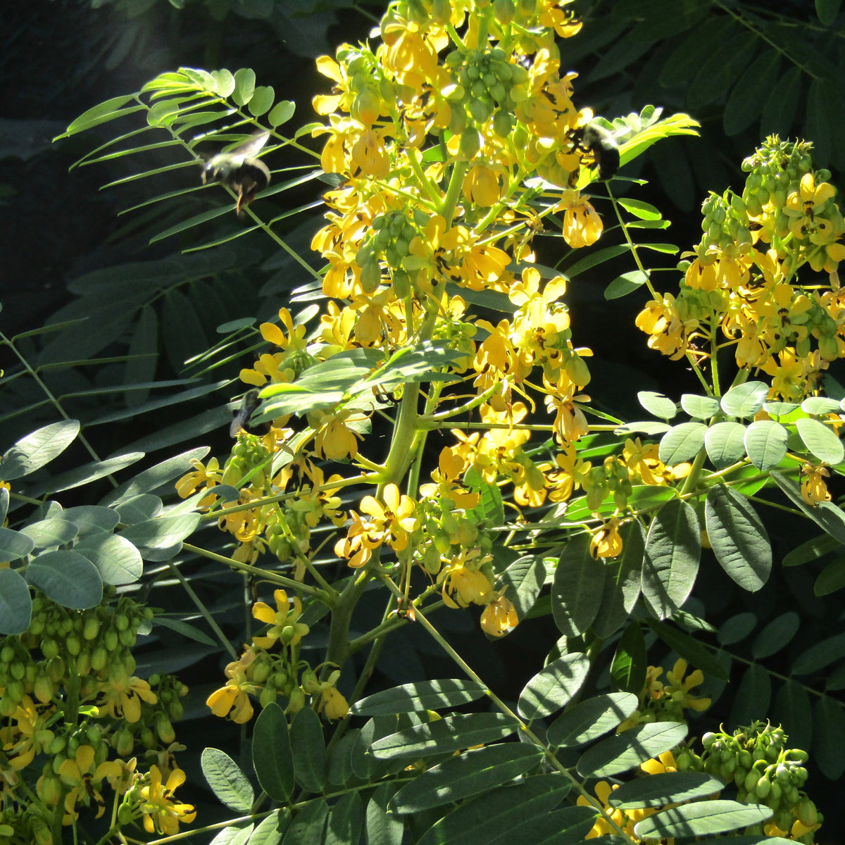 Senna, Wild (Senna hebecarpa) – Earthbeat Seeds