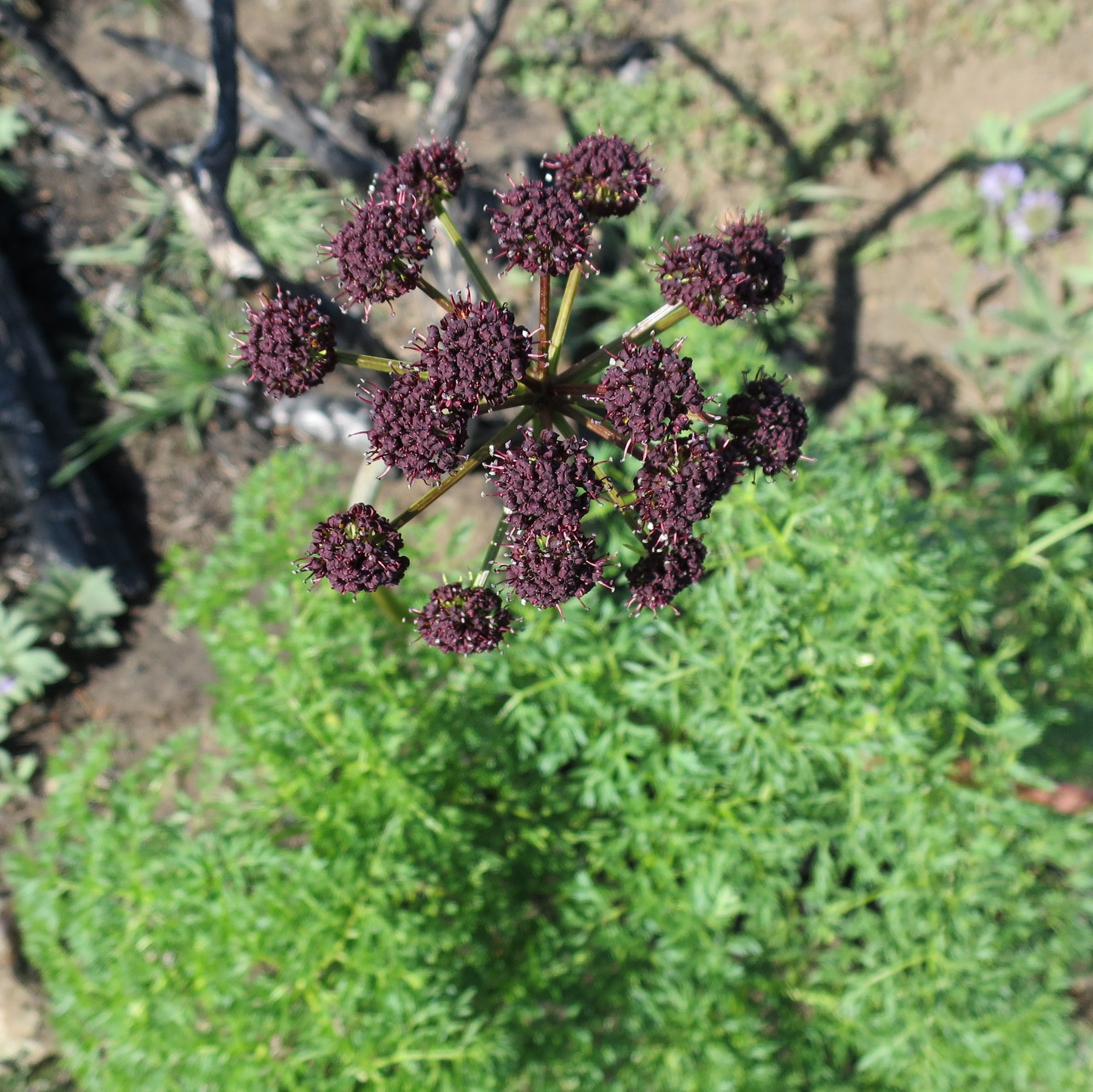 Lomatium (Lomatium dissectum) – Earthbeat Seeds